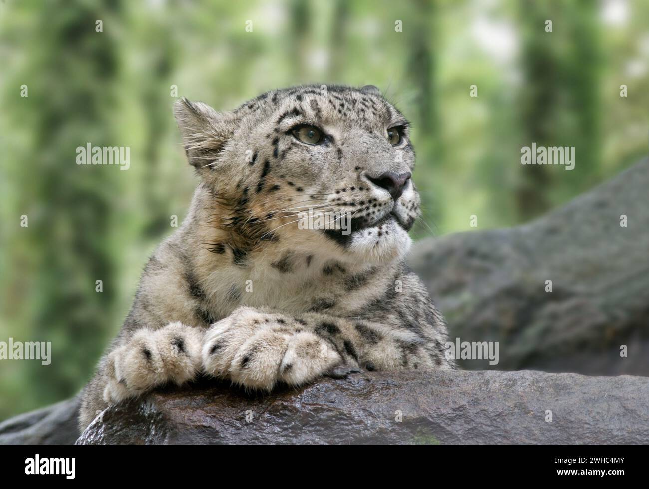 Leopard des neiges hi-res stock photography and images - Alamy