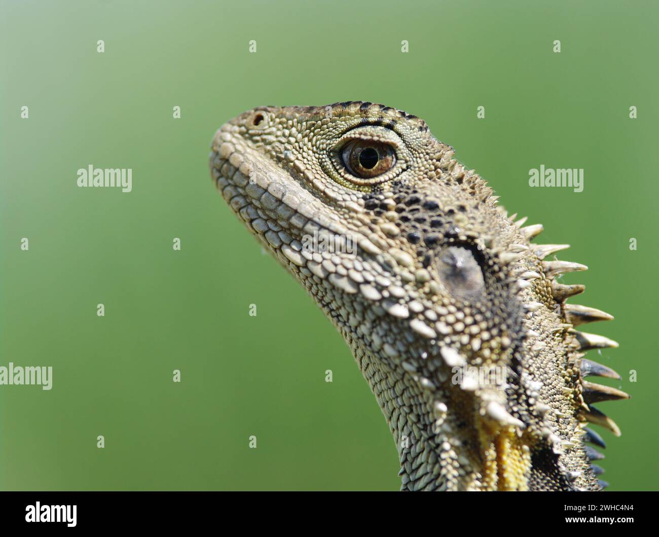 Eastern water dragon lizard Stock Photo - Alamy