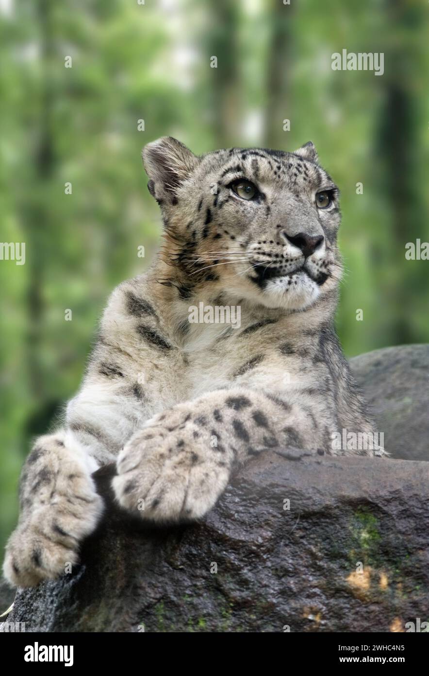 Snow leopard on a rock Stock Photo - Alamy