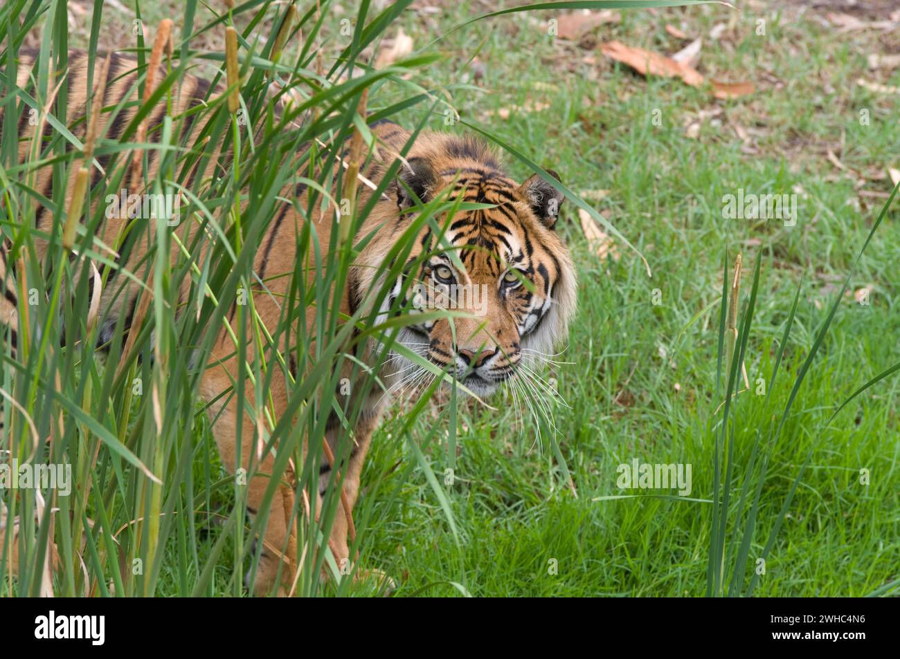 Male sumatran tiger predator hi-res stock photography and images - Alamy