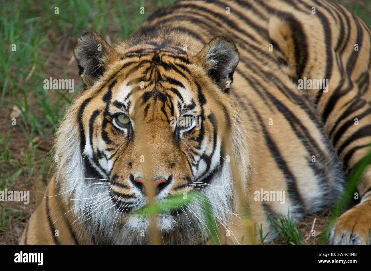 Tigre de sumatra animal hi-res stock photography and images - Alamy