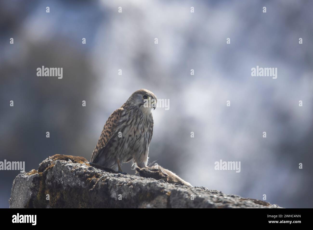 Common Kestrel, Falco tinnunculus, Pike, Sikkim, India Stock Photo - Alamy