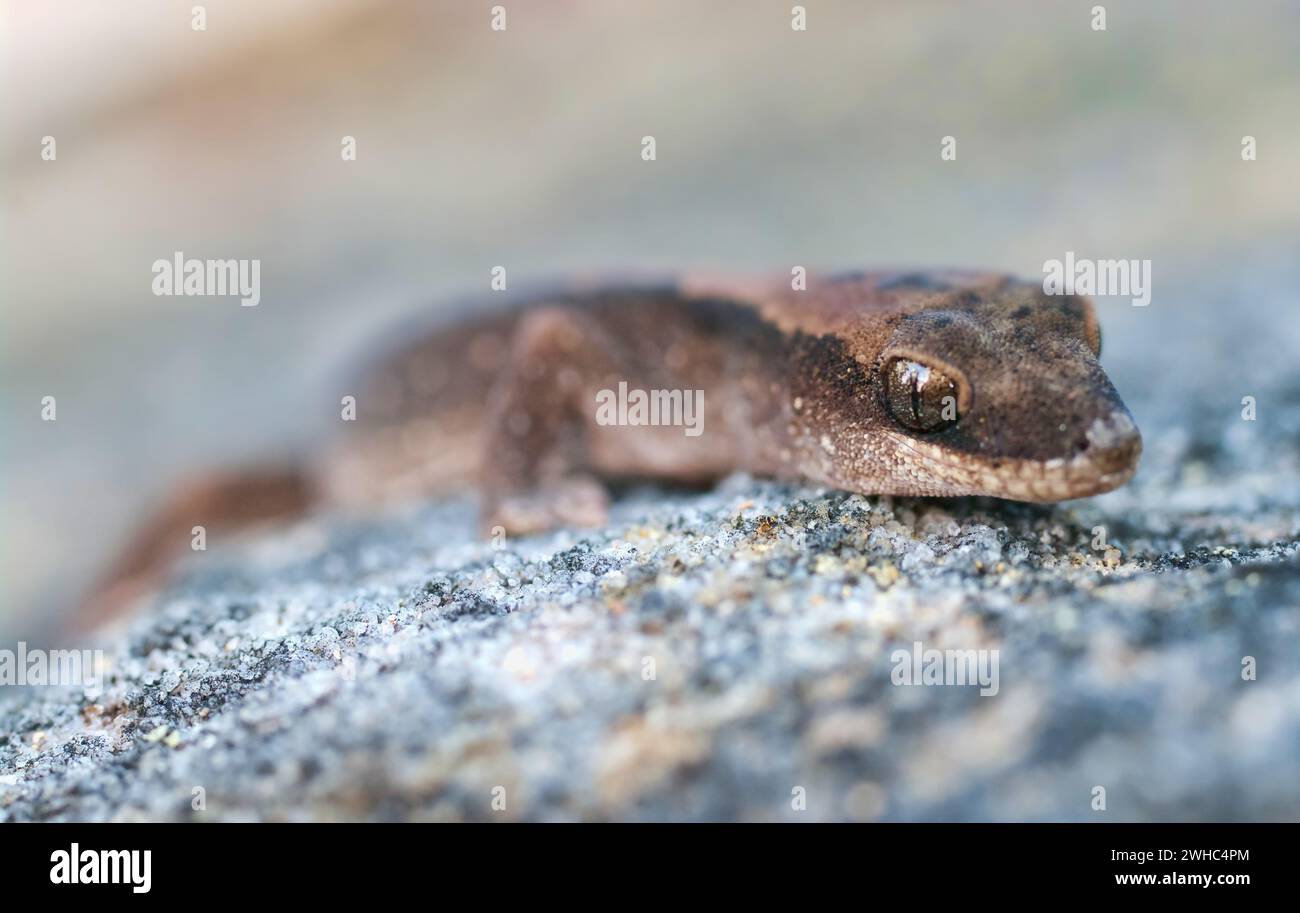 Gecko on a rock Stock Photo - Alamy