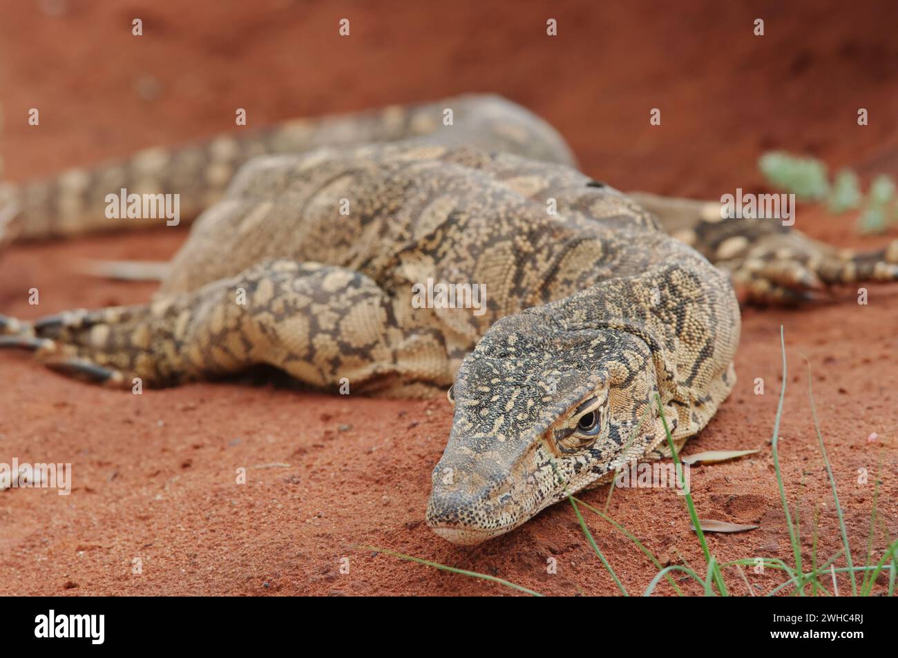 Monitor lizard on red desert sand Stock Photo - Alamy