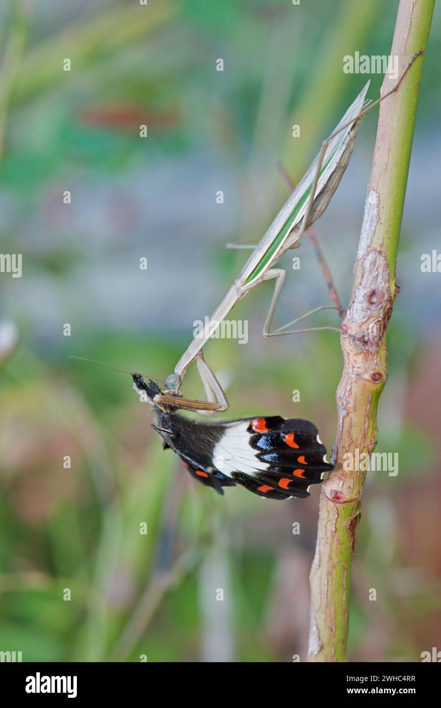 Praymantis eating butterfly Stock Photo - Alamy