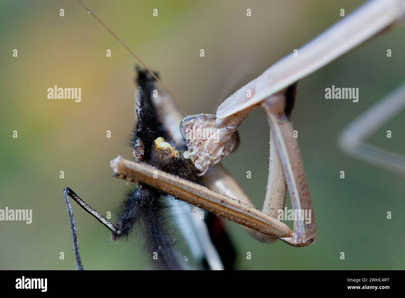 Praying mantis butterfly hi-res stock photography and images - Alamy
