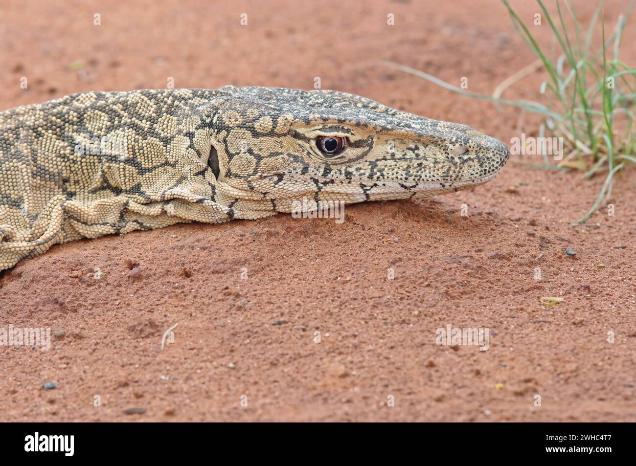 Desert monitor lizard hi-res stock photography and images - Alamy