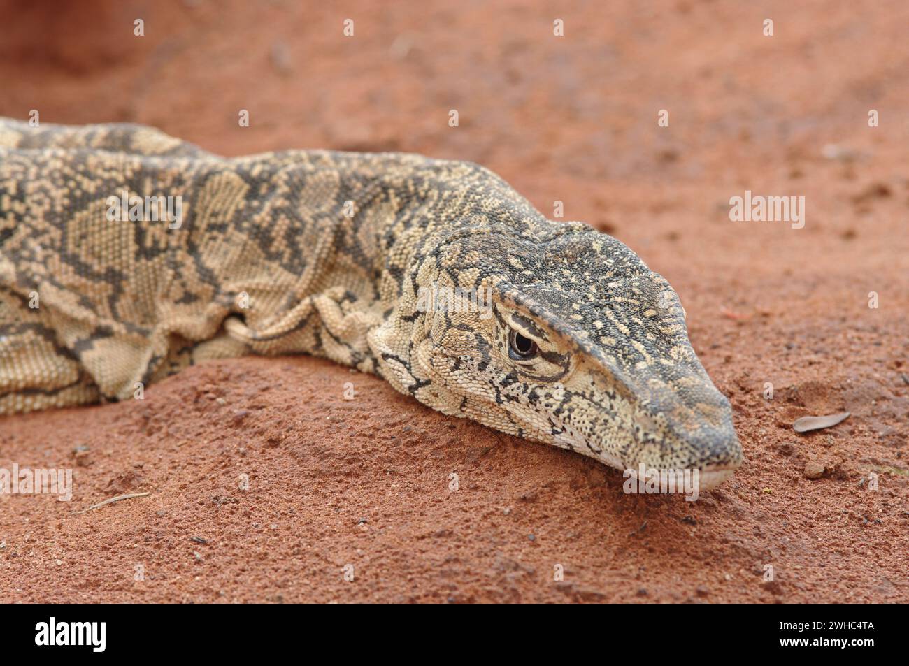 Monitors on the sand hi-res stock photography and images - Alamy
