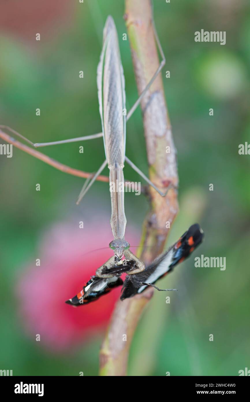 Praymantis eating butterfly Stock Photo - Alamy