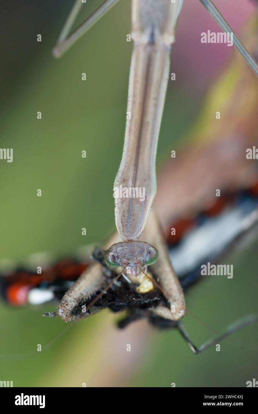 Praymantis eating a butterfly Stock Photo - Alamy