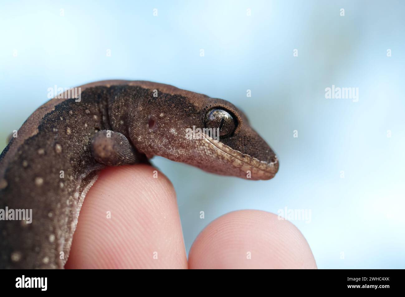 Native gecko hi-res stock photography and images - Alamy
