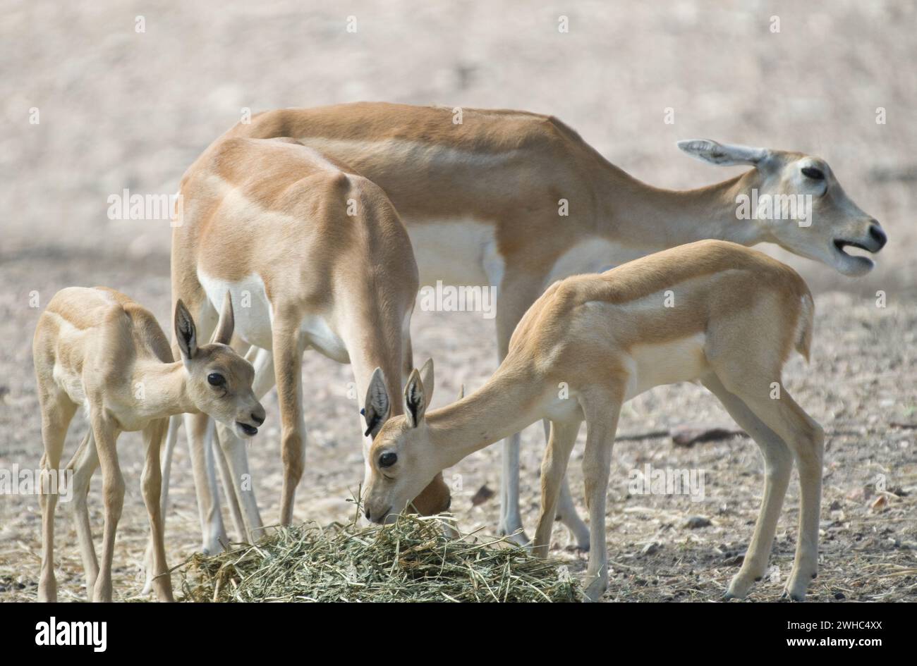 Mammal deer spotted hi-res stock photography and images - Alamy