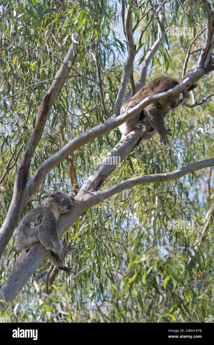 Koala in tree Stock Photo - Alamy