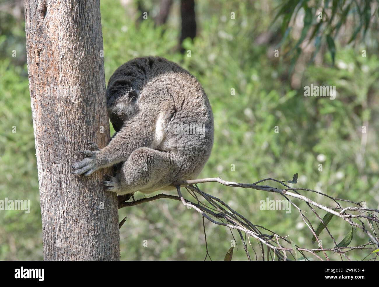 Koala in tree Stock Photo - Alamy