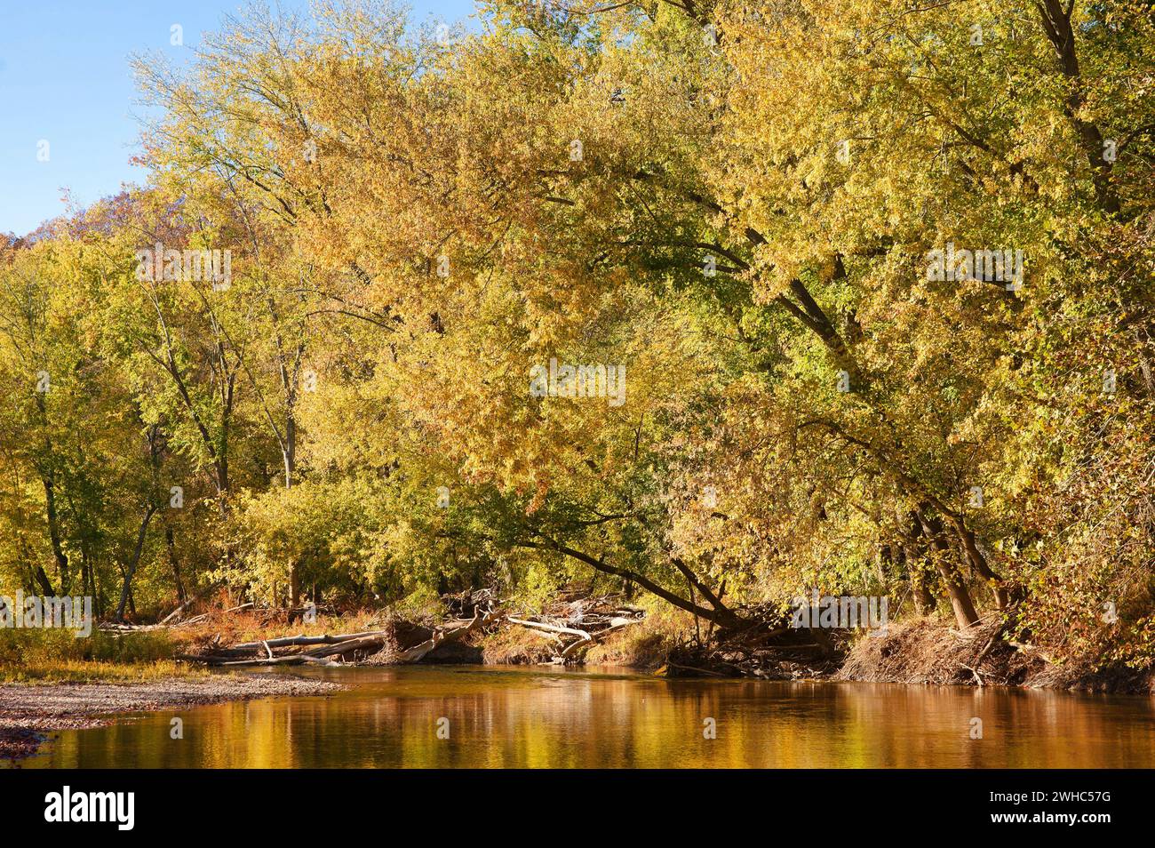 Autumn leaves and trees on river Stock Photo - Alamy