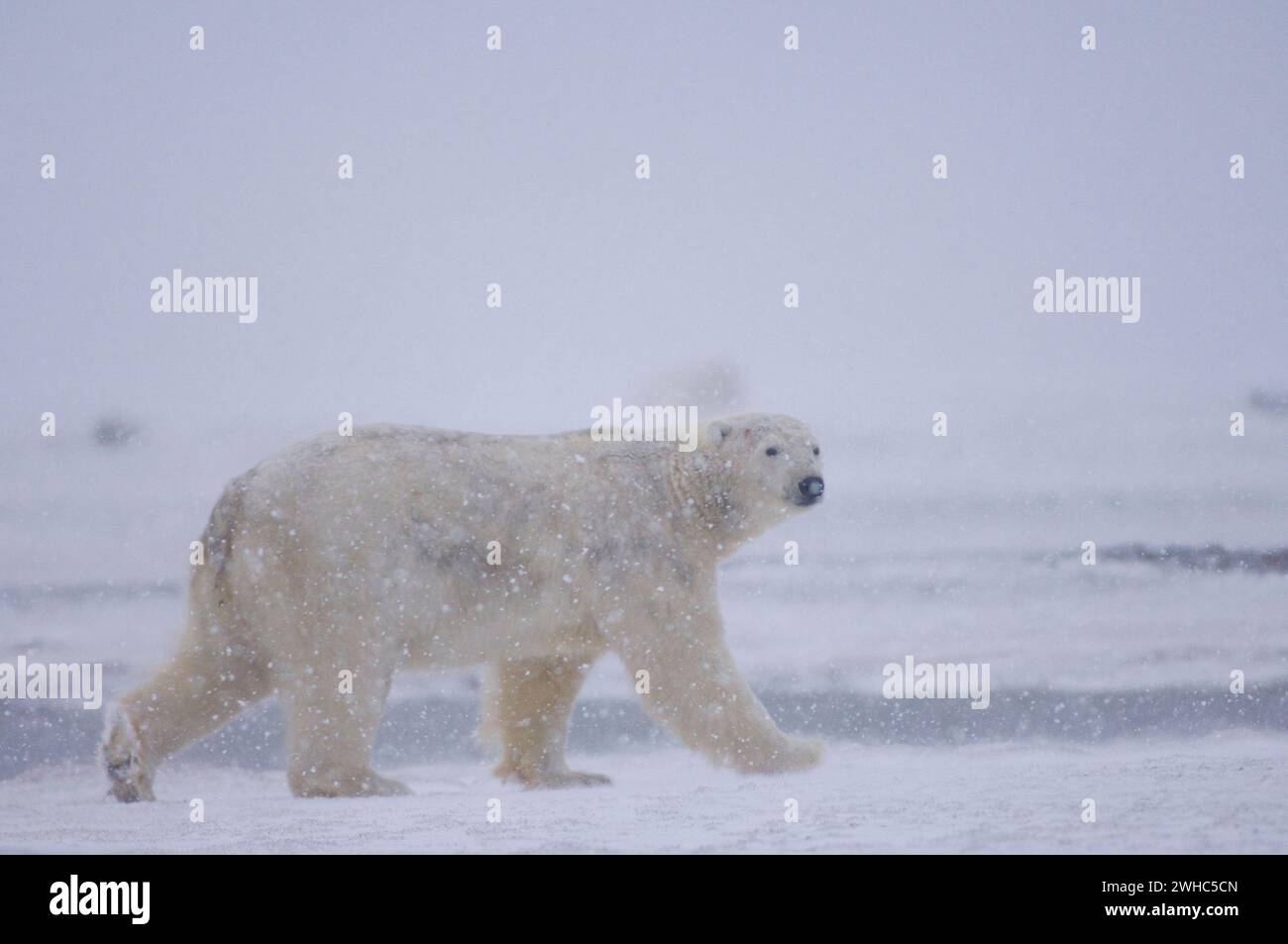 polar bear, Ursus maritimus Boar neck thicker then head on a barrier ...