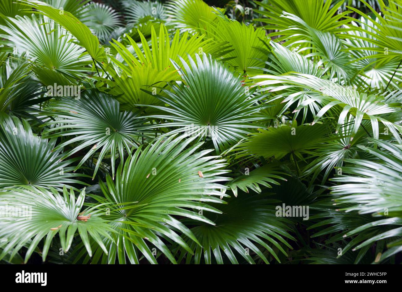 Tropical rainforest palm background Stock Photo - Alamy