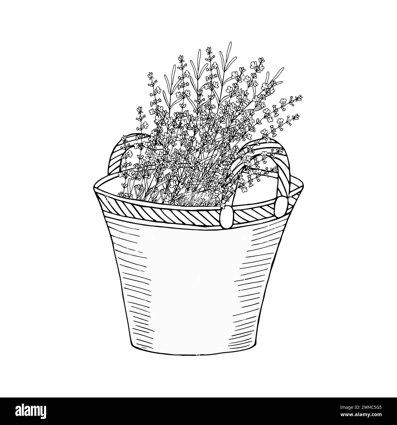 White basket lavender flowers Stock Vector Images - Alamy