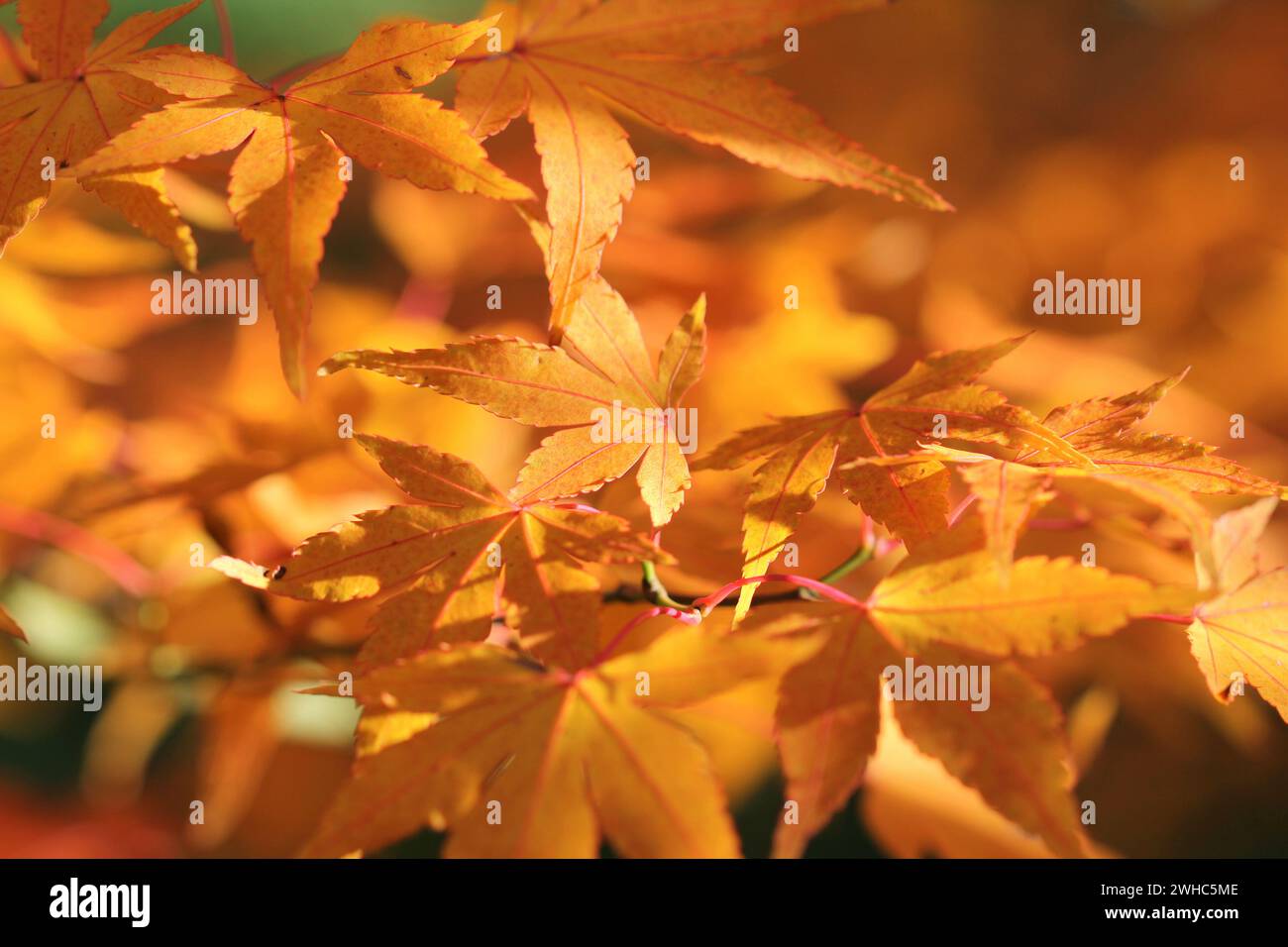 Acer golden leaves hi-res stock photography and images - Alamy