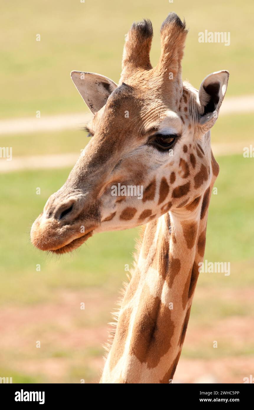 African giraffe up close Stock Photo - Alamy