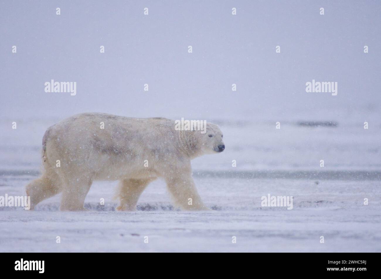 polar bear, Ursus maritimus Boar neck thicker then head on a barrier ...