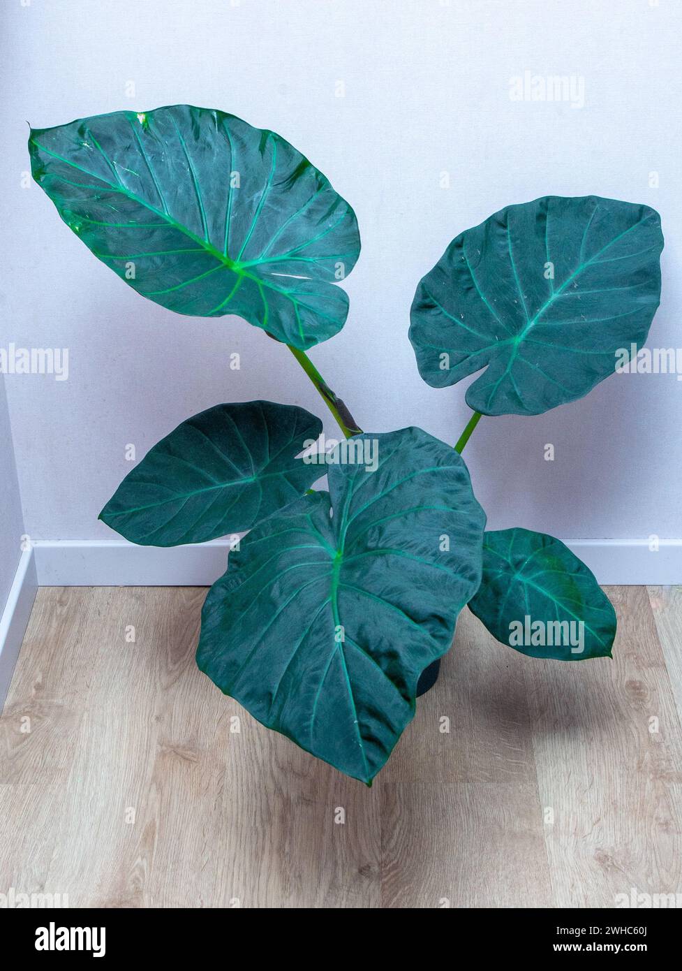 Alocasia Regal Shield big green plant at home Stock Photo - Alamy