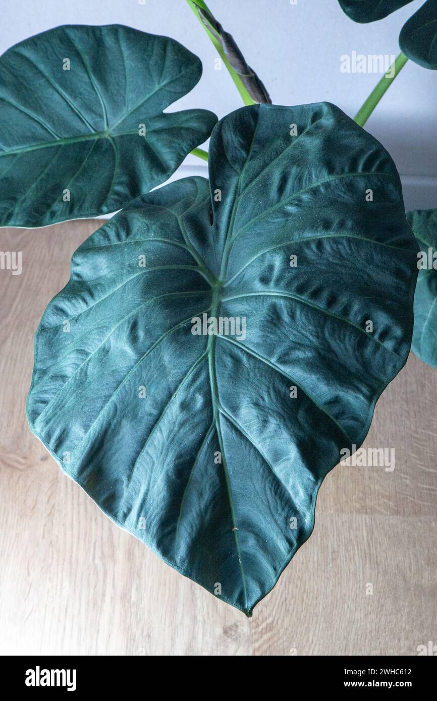 Alocasia Regal Shield big green plant at home Stock Photo - Alamy