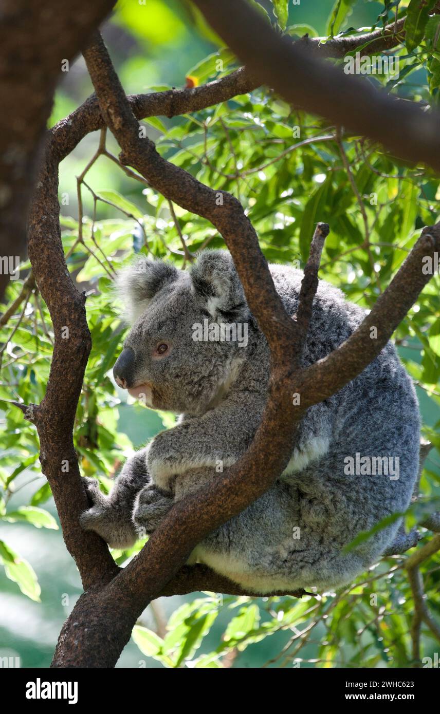 Australian koala in a tree Stock Photo - Alamy