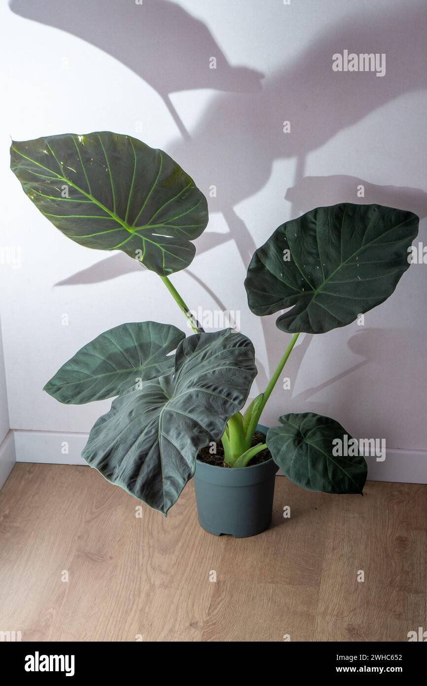 Alocasia Regal Shield big green plant at home Stock Photo - Alamy