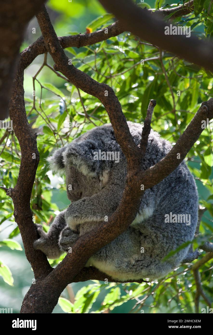 Koala marsupial native australia hi-res stock photography and images ...