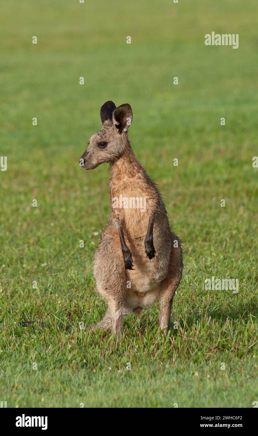Eastern grey kangaroos Stock Photo - Alamy