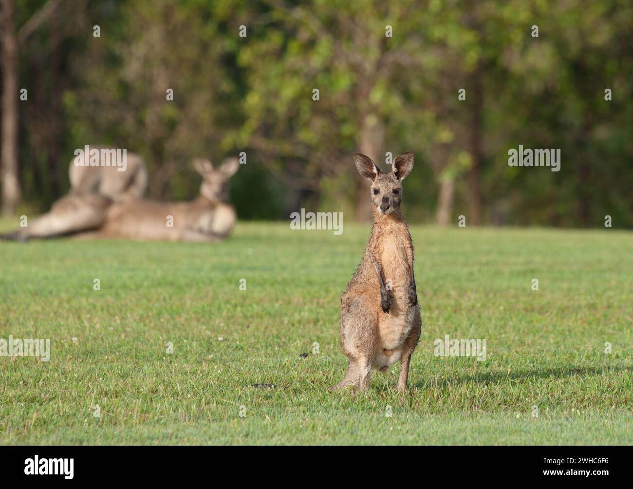 Eastern grey kangaroos Stock Photo - Alamy