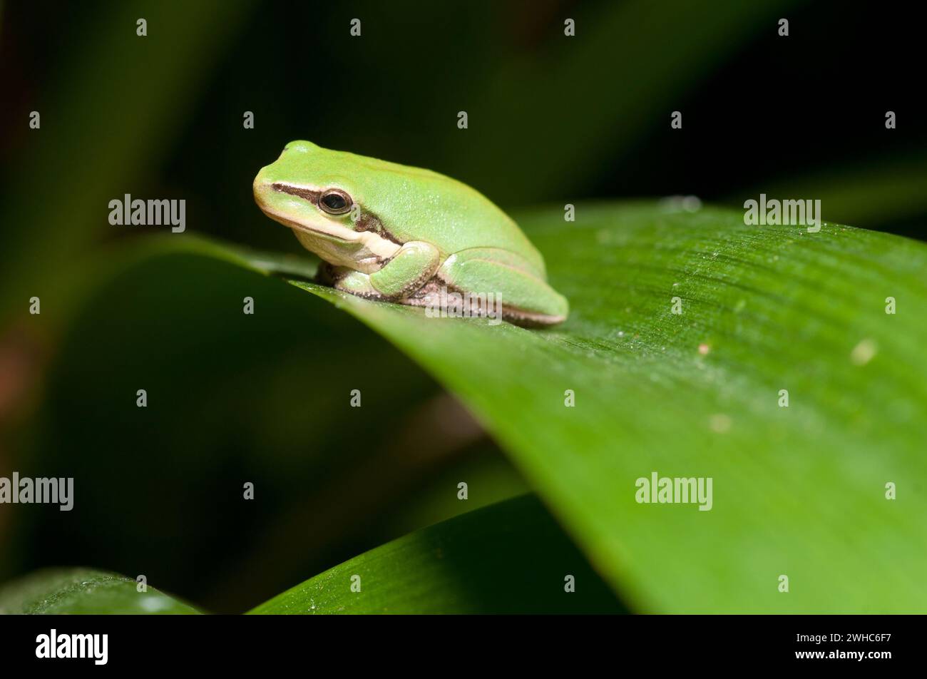 Green tree frog Stock Photo - Alamy