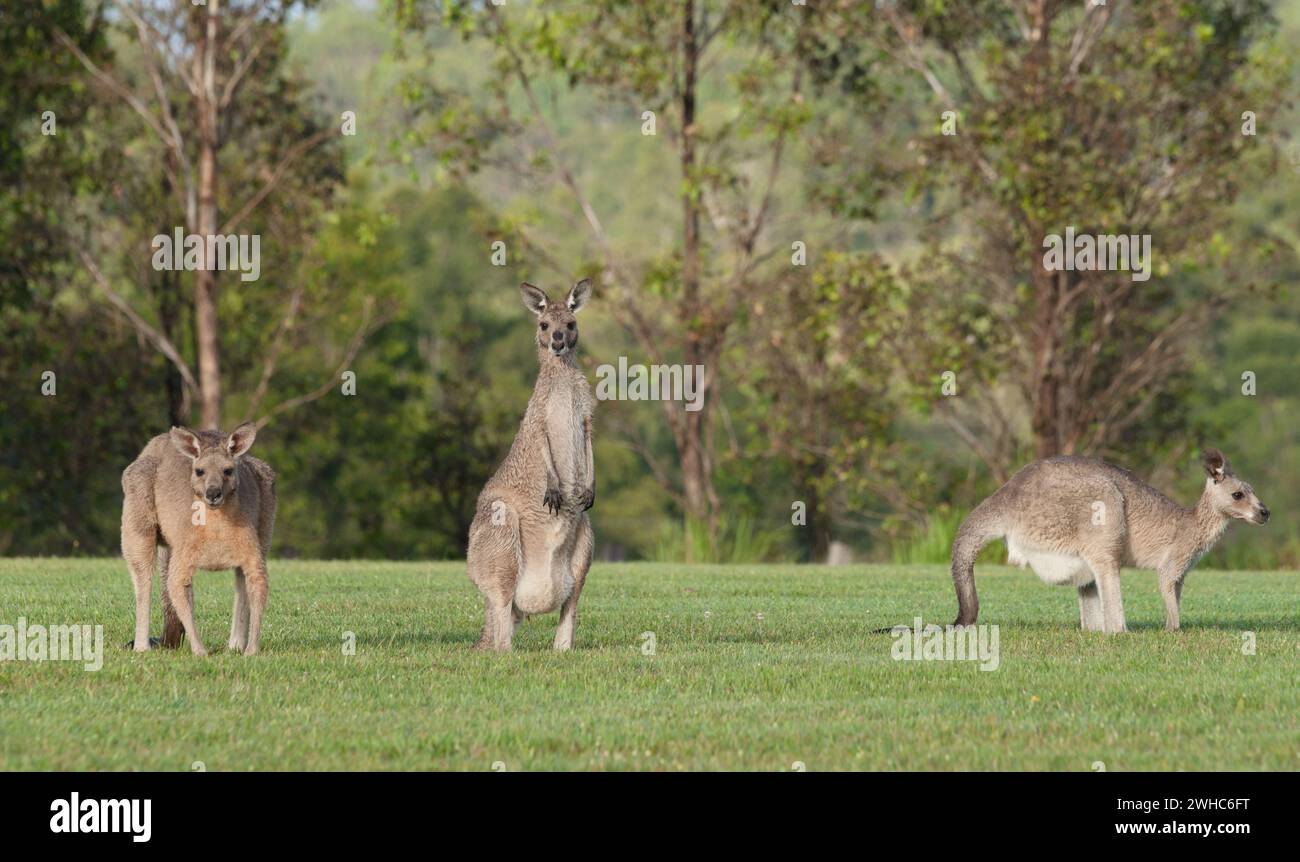 Eastern grey kangaroos Stock Photo - Alamy