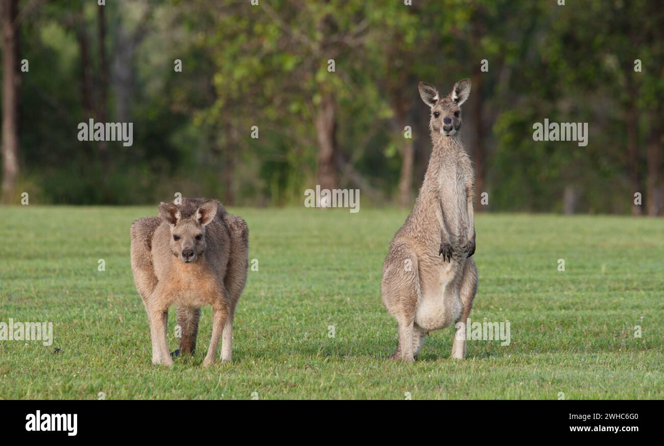 Eastern grey kangaroos Stock Photo - Alamy