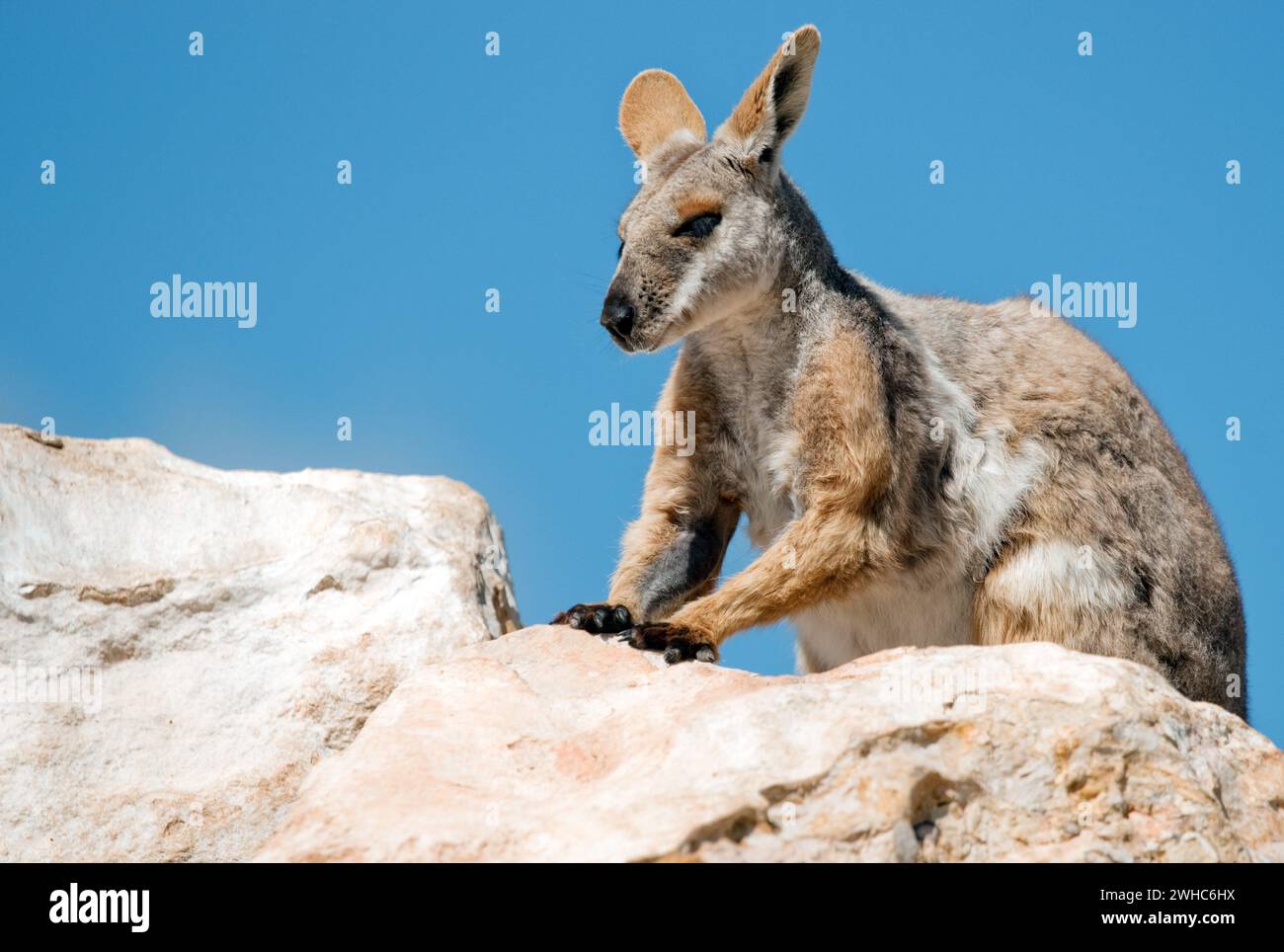 Yellow footed rock wallaby Stock Photo - Alamy