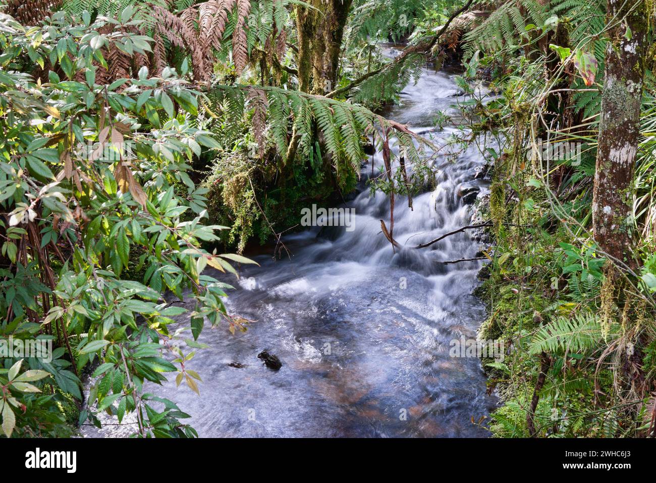 Rain forest stream Stock Photo - Alamy