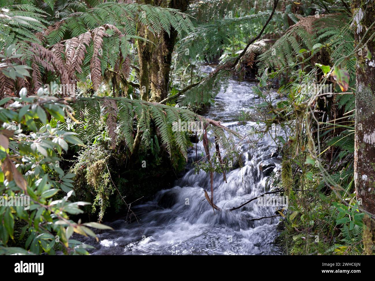 Rain forest stream Stock Photo - Alamy