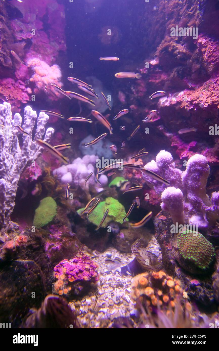 Fish and sea life Stock Photo - Alamy