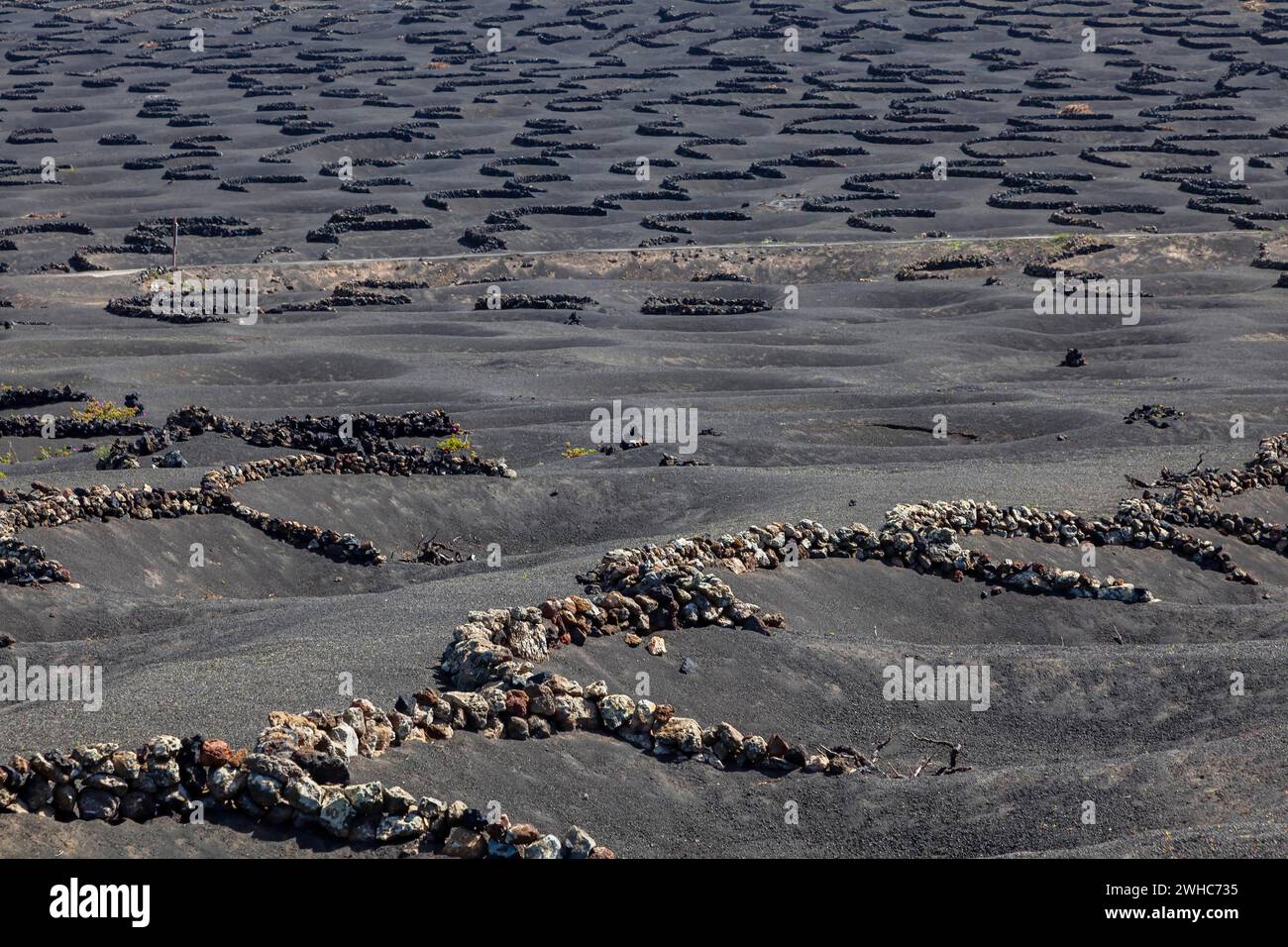 Typical vine growing in dry farming method, on volcanic ash, lava ...