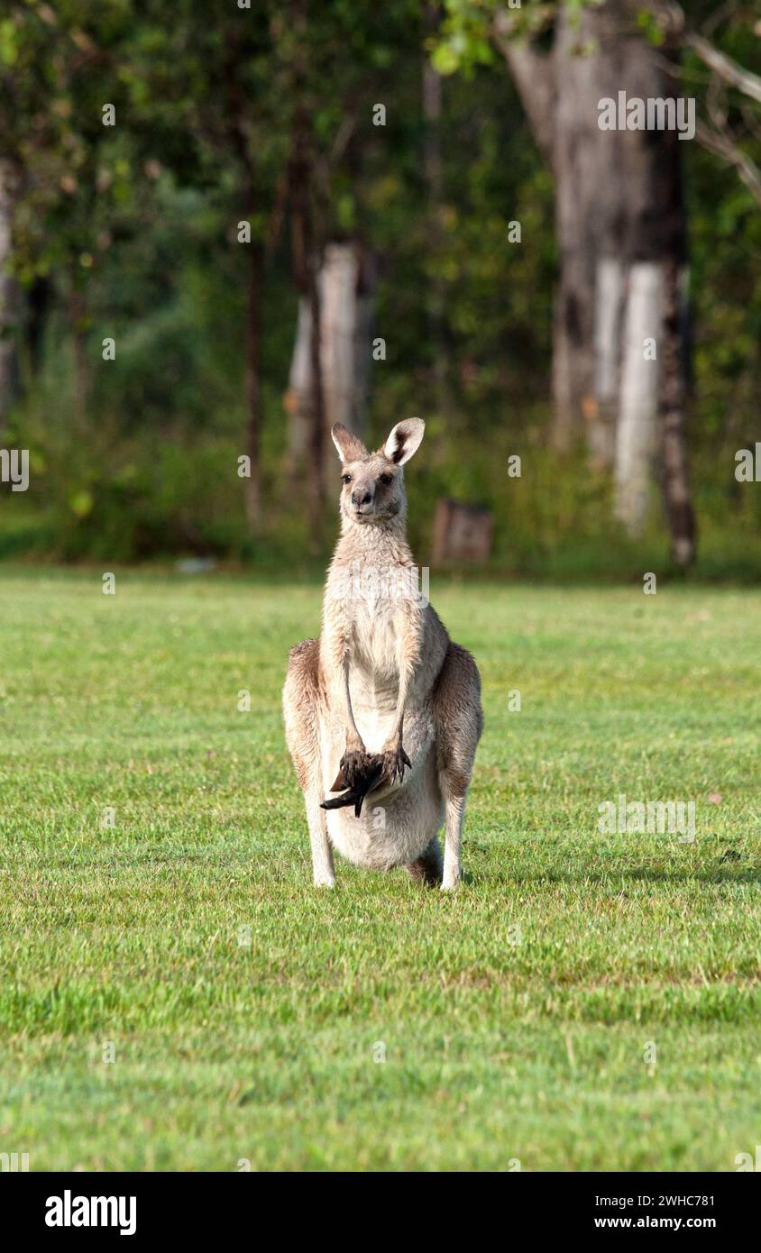 Eastern grey kangaroos Stock Photo - Alamy