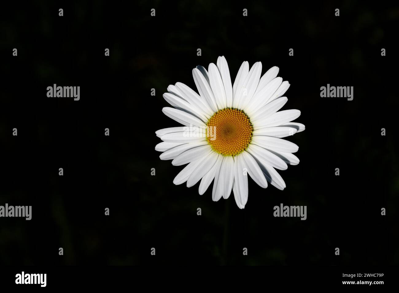 Low-nutrient meadow daisy Low-nutrient meadow daisy (Chrysanthemum ...
