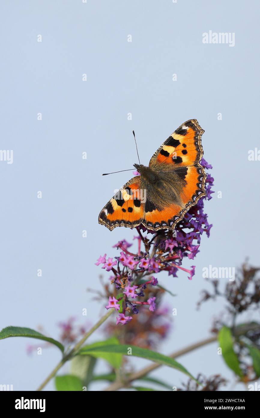 Small tortoiseshell (Aglais urticae), on summer lilac or butterfly-bush ...