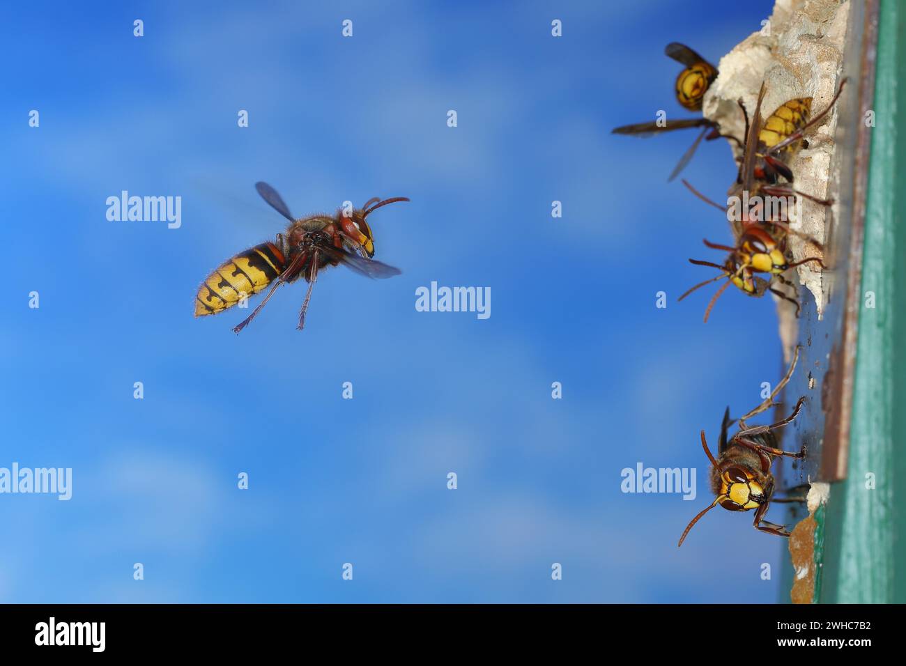 European hornet (Vespa crabro), worker flying to the nest with other ...