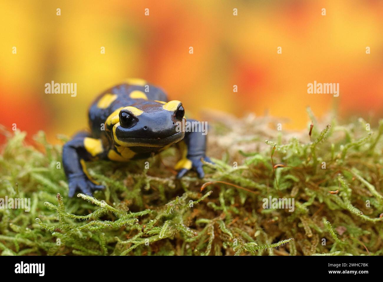 Indian salamander hi-res stock photography and images - Alamy