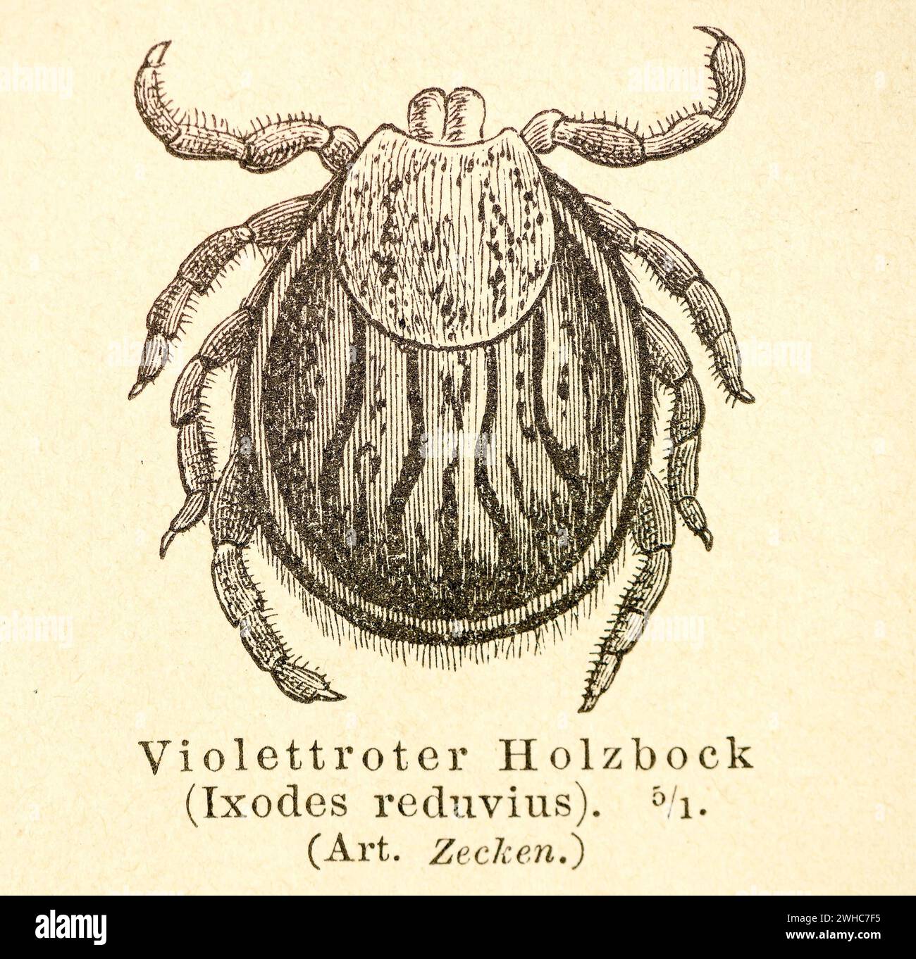 Historical wood engraving, illustration from Meyers encyclopedia 4th ...