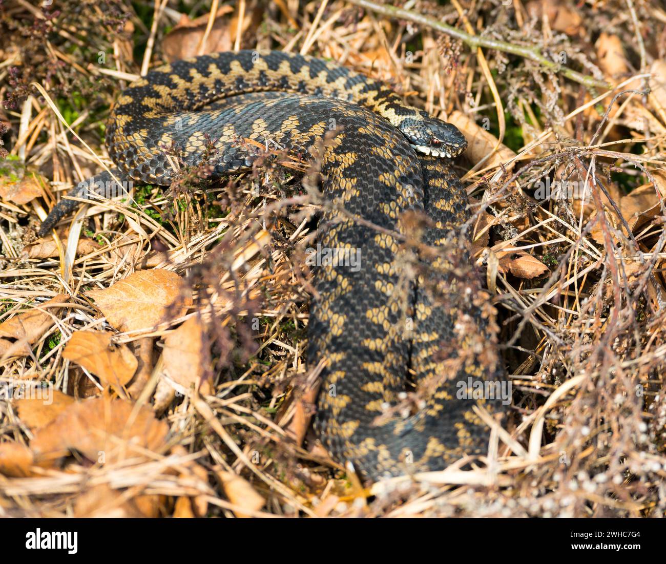 Wild common european viper (Vipera berus), brown adult, female, lying ...