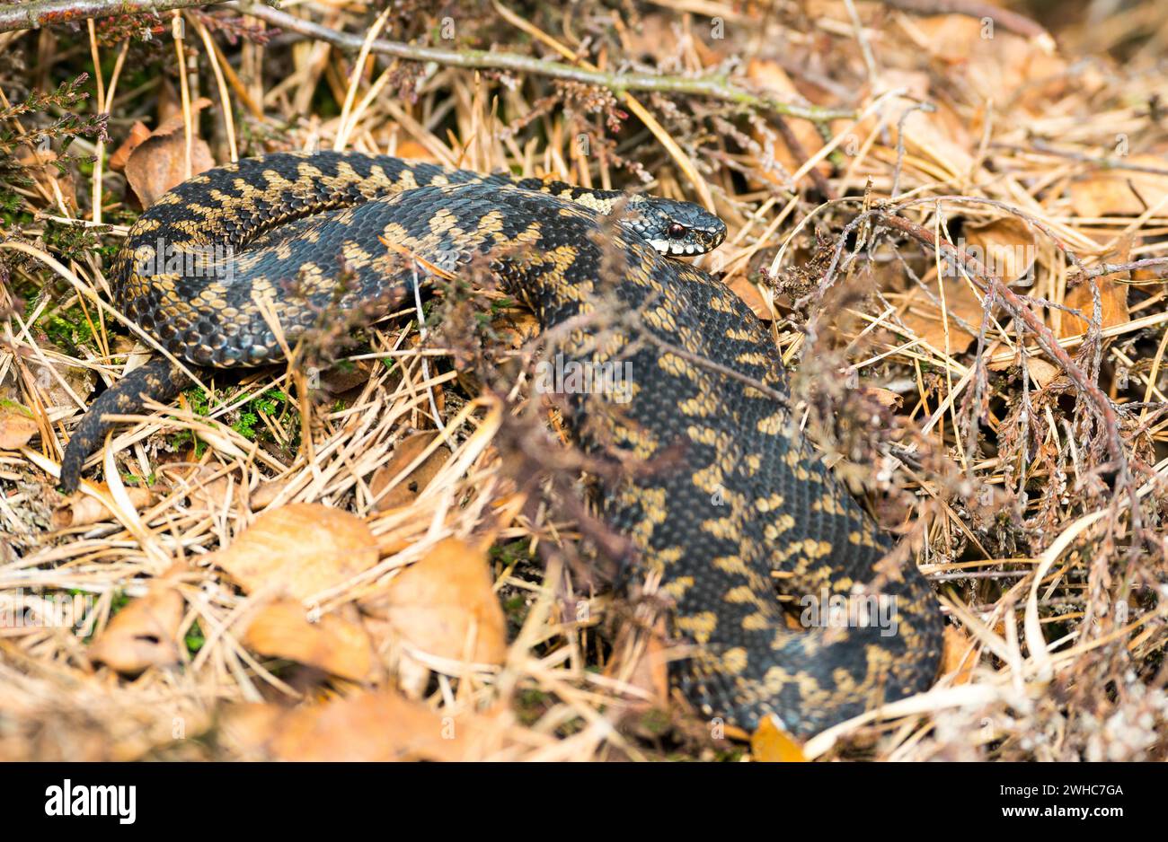 Wild common european viper (Vipera berus), brown adult female, lying ...