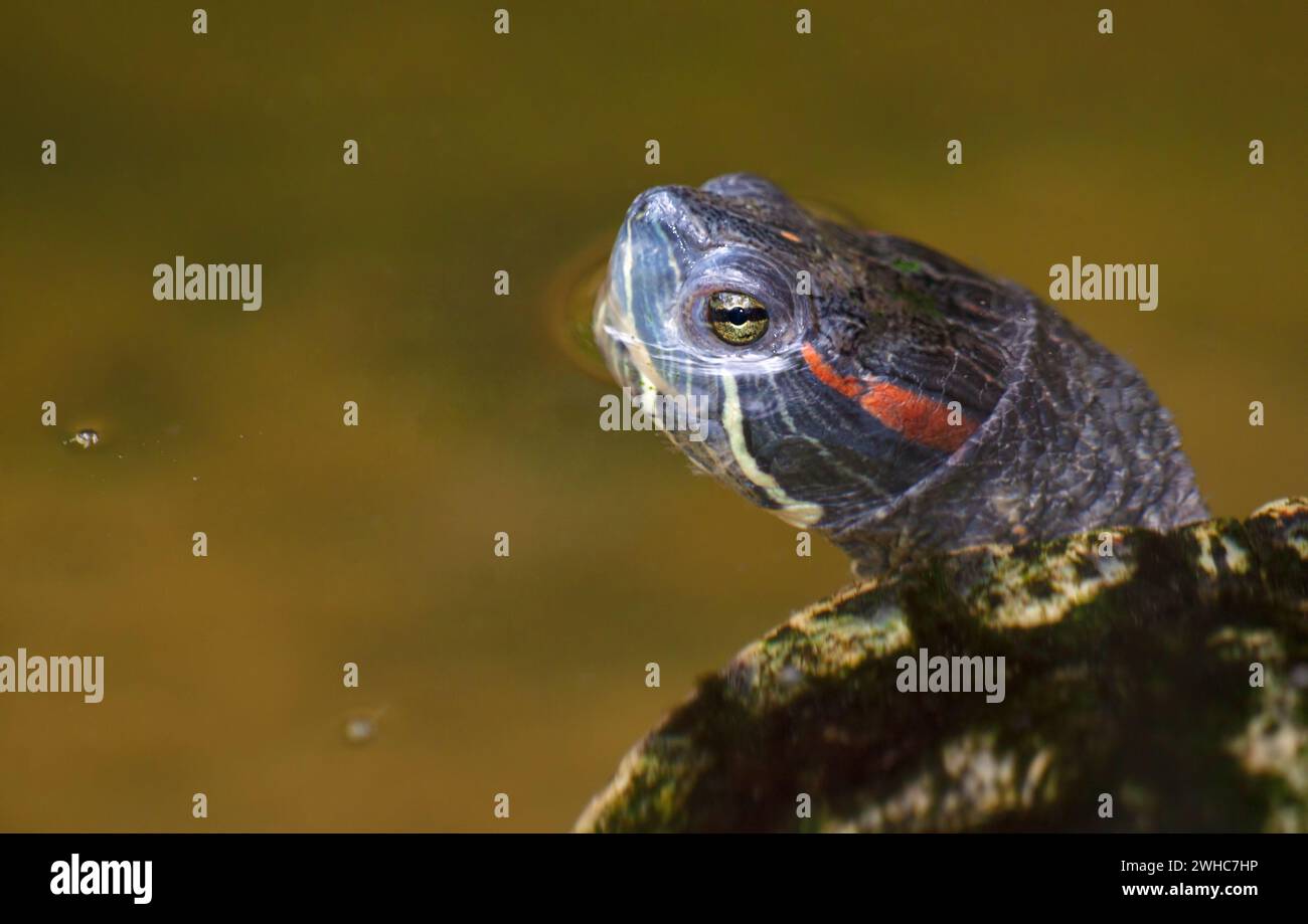 Tortoise in the water Stock Photo - Alamy