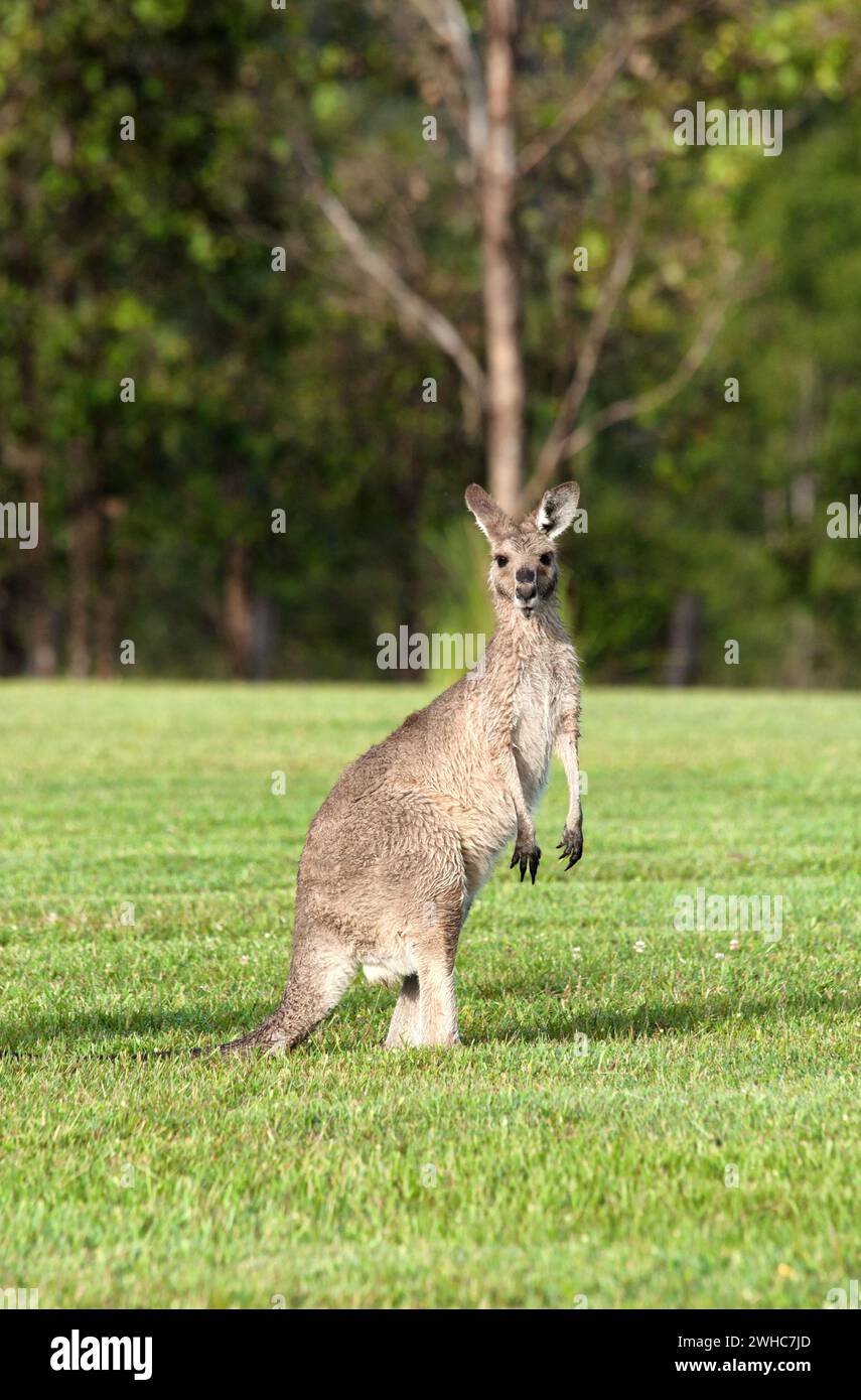 Kangaroos natural habitat hi-res stock photography and images - Alamy